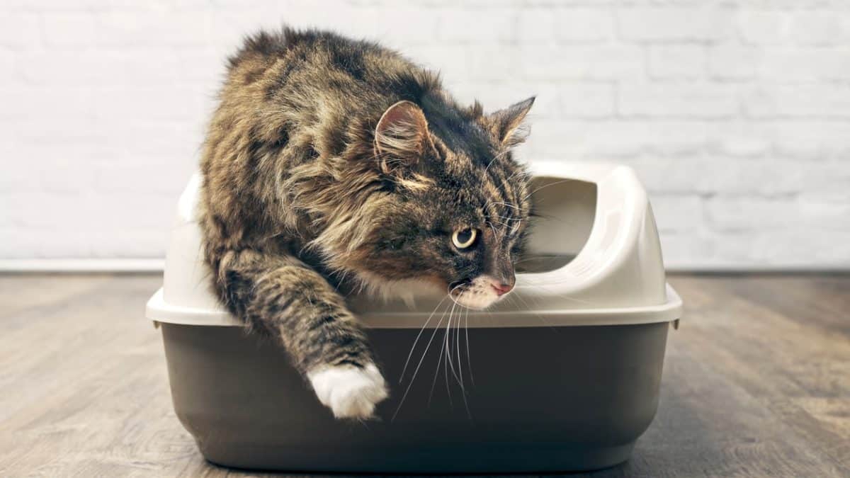 Selles de chats non saines : couleur, consistance et causes