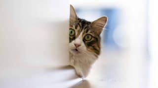 Cat Head Pressing: What Does It Mean & How to Treat It