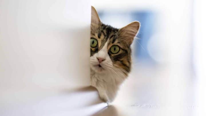 Cat Head Pressing: What Does It Mean & How to Treat It