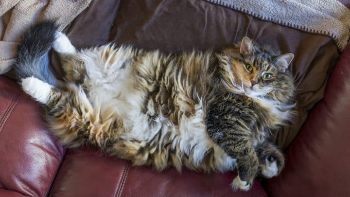 Cat Primordial Pouch: What Is It, When Do Cats Get It & Why