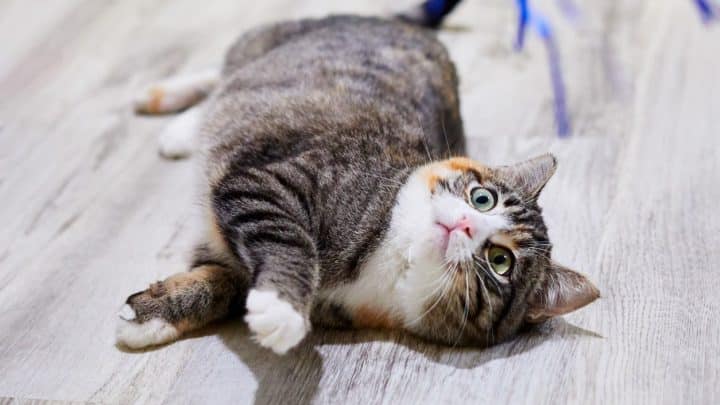 7 Reasons Why Your Cat Rolls Around & When To See A Vet