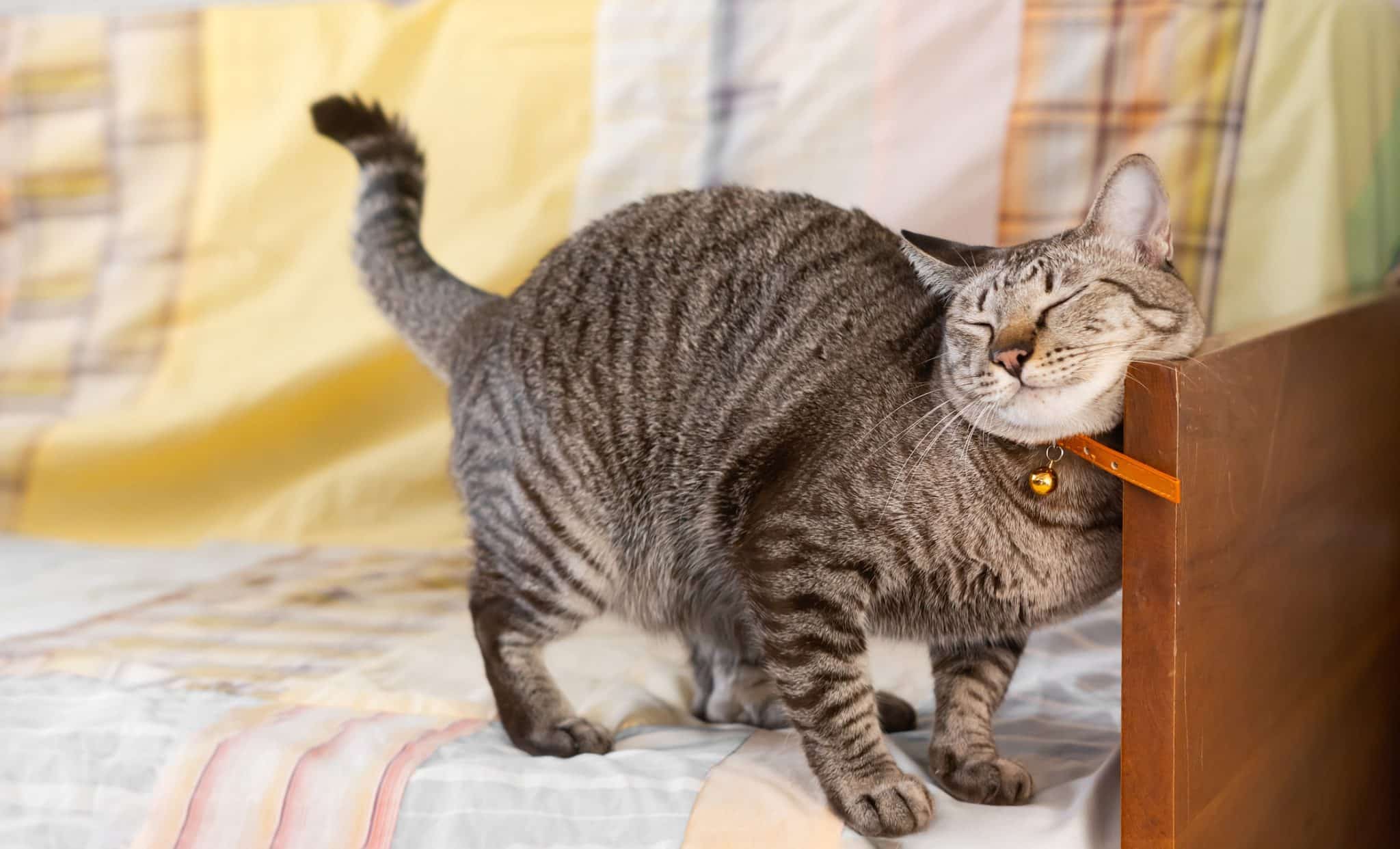 Cuánto tiempo están en celo las gatas