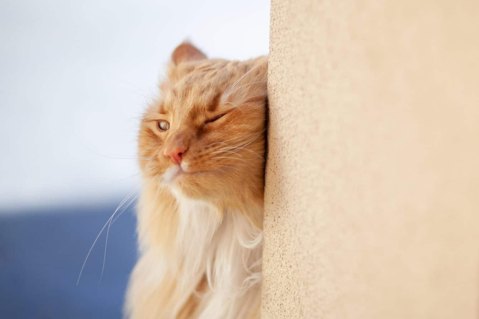 Ear Mites In Cats: What Are The Signs & How To Treat Them