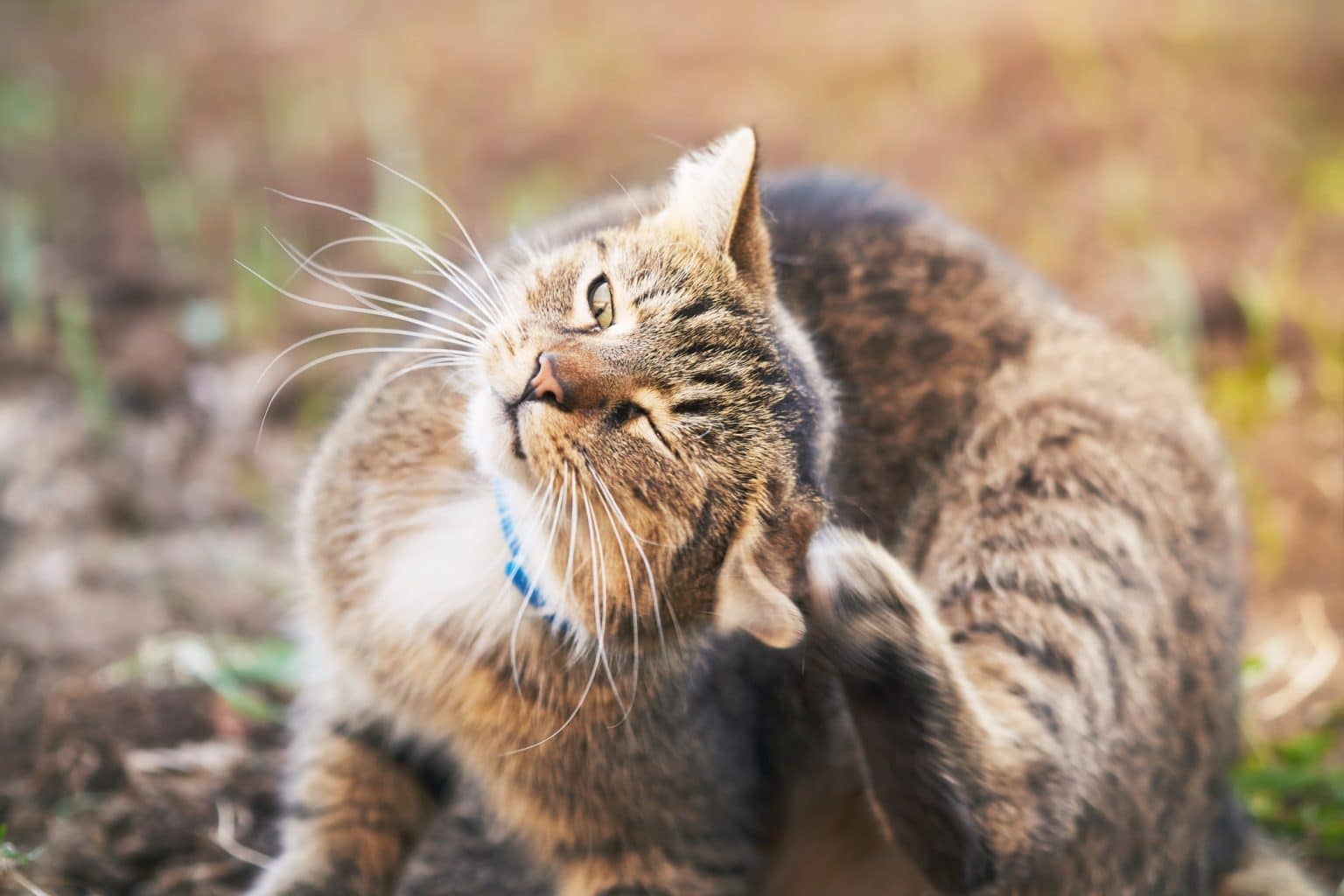 14 Reasons Why Your Cat Shakes Their Head & When To See A Vet