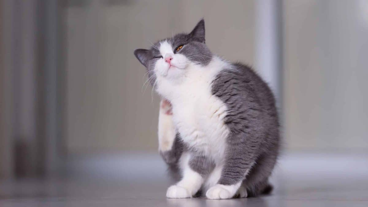12 Common Cat Skin Problems