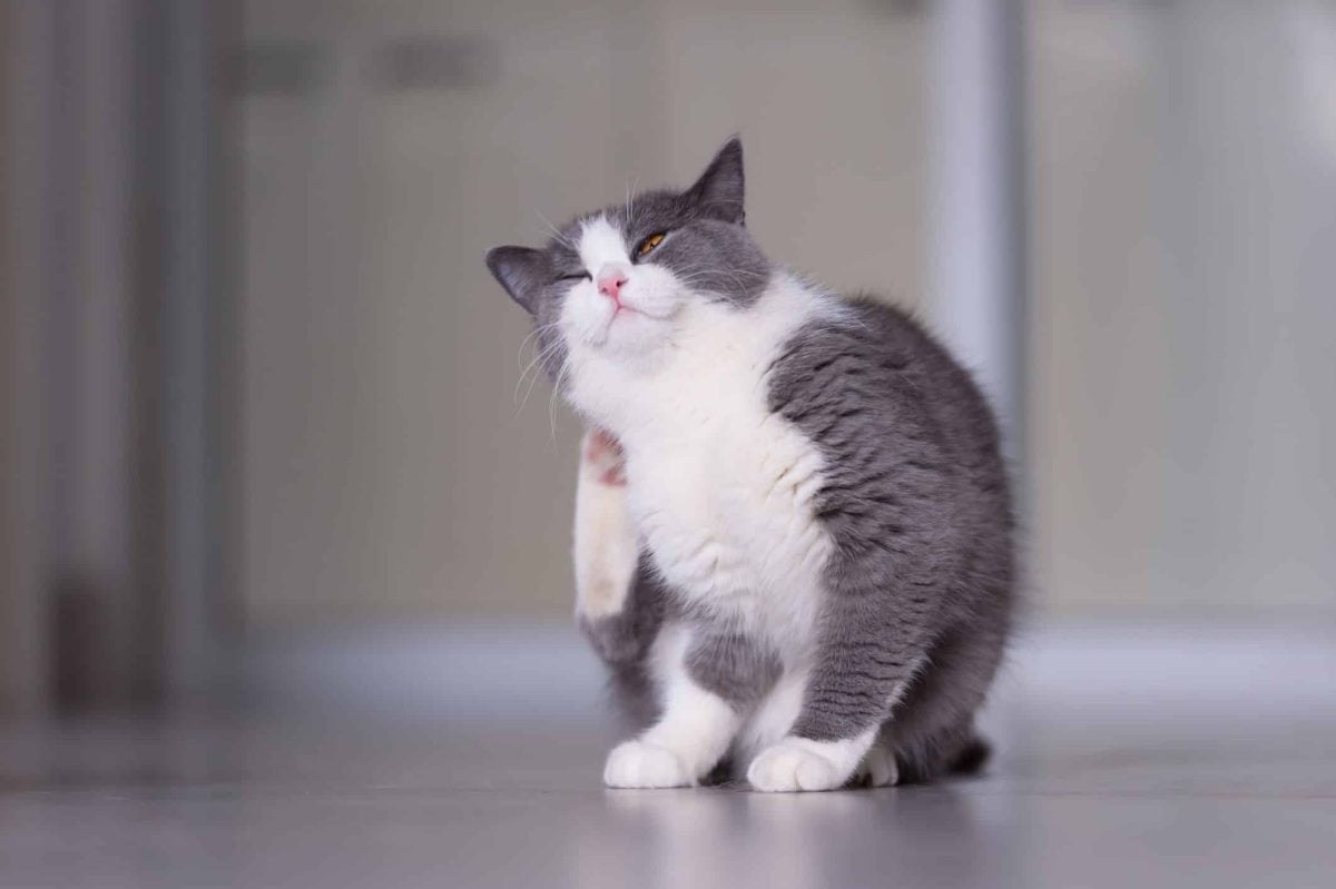 12 Common Cat Skin Problems