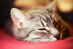 13 Common Cat Sleeping Positions & What They Mean