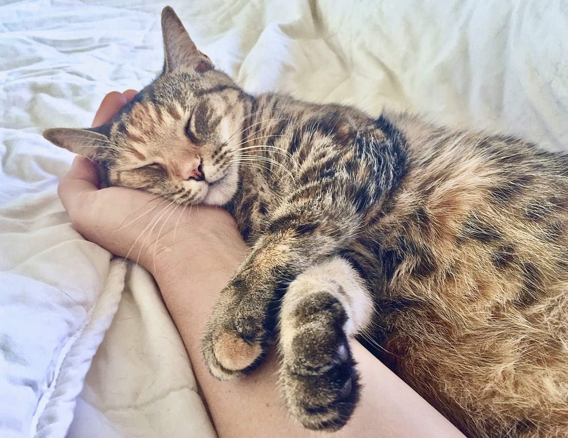 Do Cats Dream? 4 Reasons Your Twitches & Moves While Sleeping