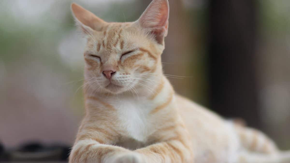 Why Do Cats Slow Blink? “Cat Kiss” Explained
