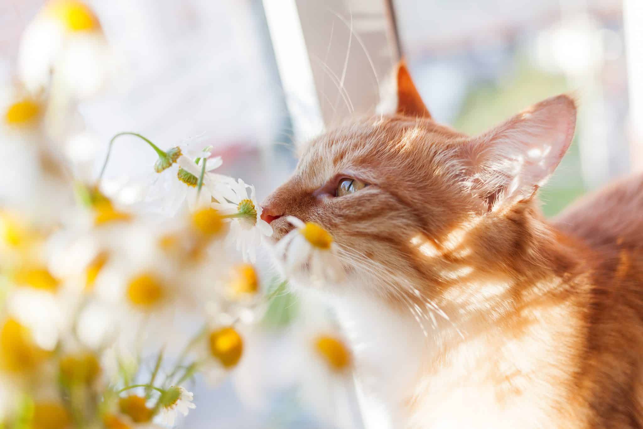 How Far Can Cats Smell? The Secret Superpower Of Your Cat's Nose
