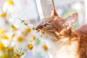 How Far Can Cats Smell? The Secret Superpower Of Your Cat's Nose