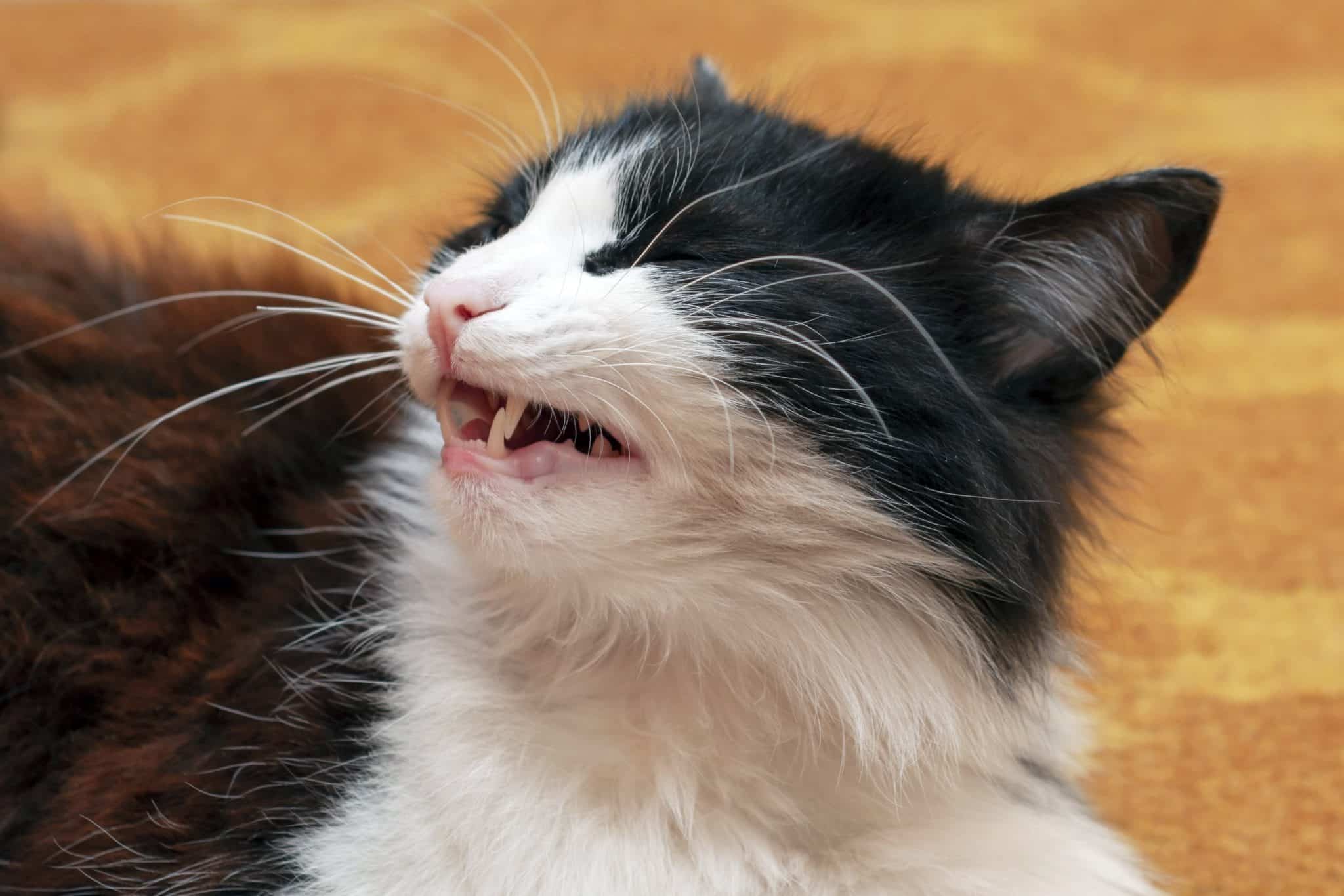 14 Reasons Why Your Cat Shakes Their Head & When To See A Vet