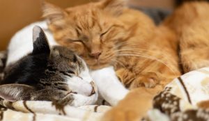Cat Snoring: When to Call A Vet, Causes, and Treatments