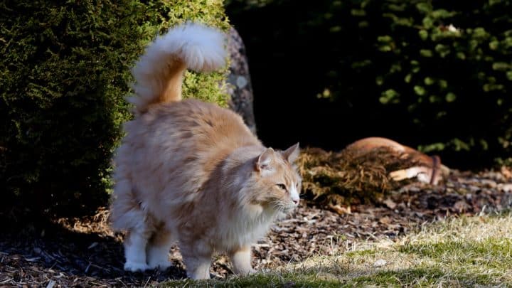 Cat Spraying: Definition, Causes, and Prevention