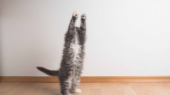 Why Is Your Cat Standing Up On Their Two Hind Legs?