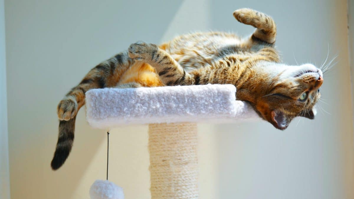Do Cats Sweat? How Cats Keep Their Cool