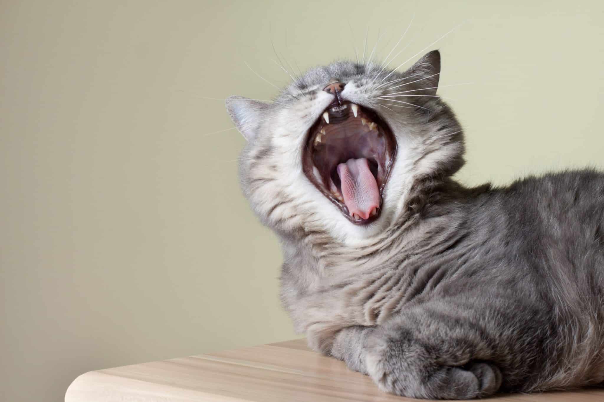 14 Reasons Why Your Cat Shakes Their Head & When To See A Vet