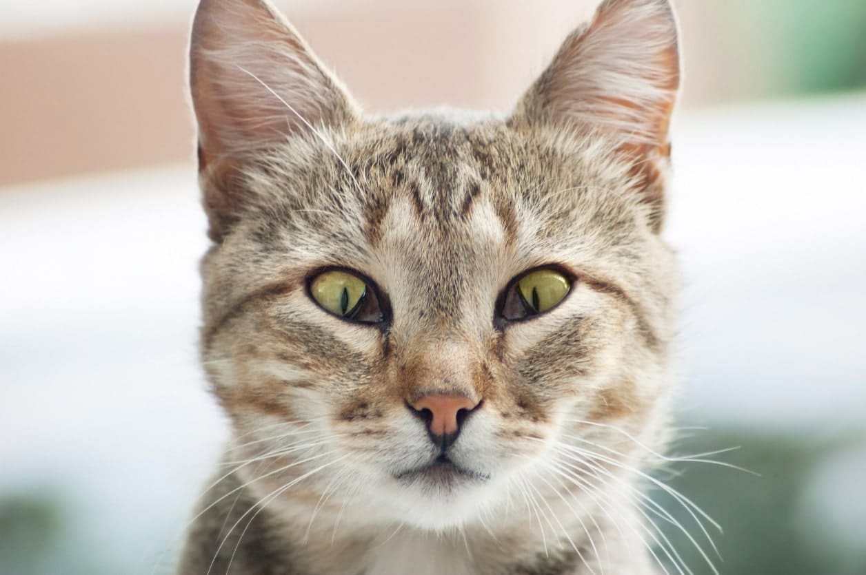 Cat Eye Problems: 13 Most Common Feline Eye Issues & Treatments
