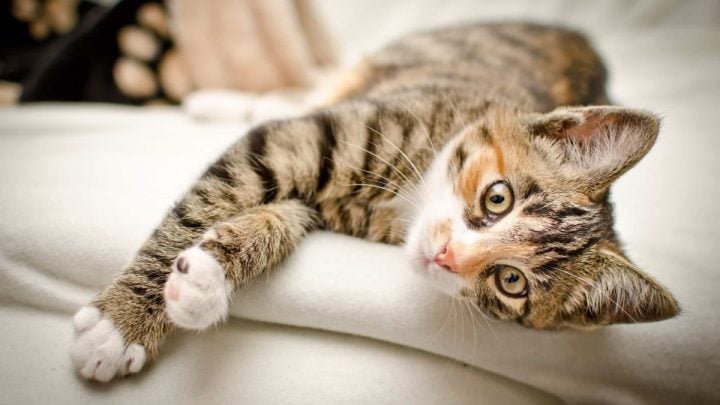 14 Reasons Why Your Cat Shakes Their Head & When To See A Vet