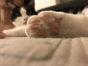 What Are Cat Toe Beans? 8 Facts About Your Cat's Feet | The Dog People ...