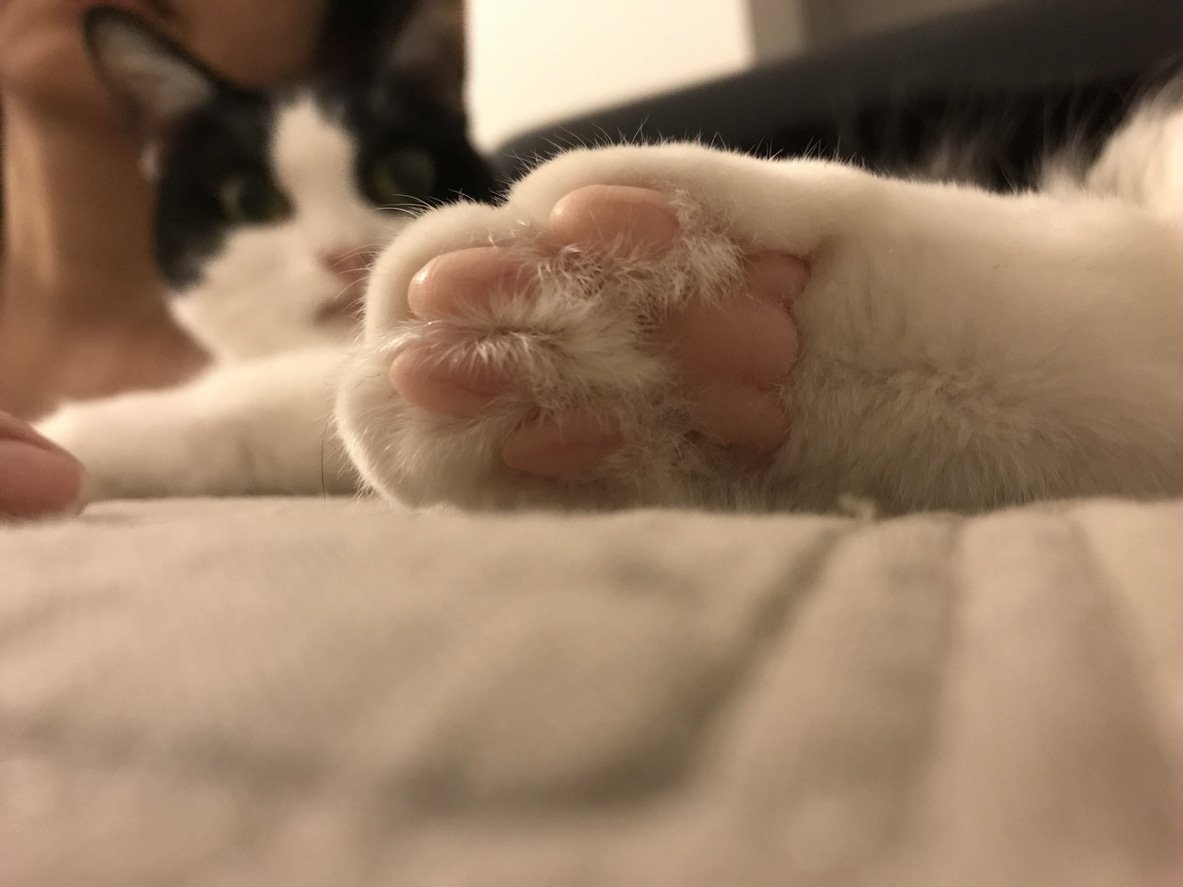 What are cat toe beans? 8 facts about your pet's paws