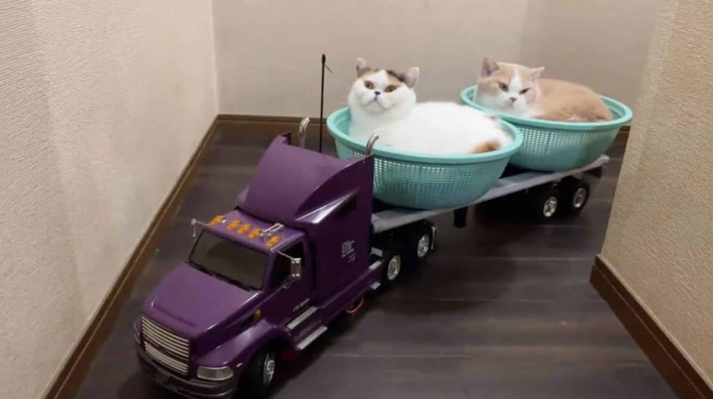 CatVideoFest Features Funny Feline-Focused Films to Help Kitties in Need