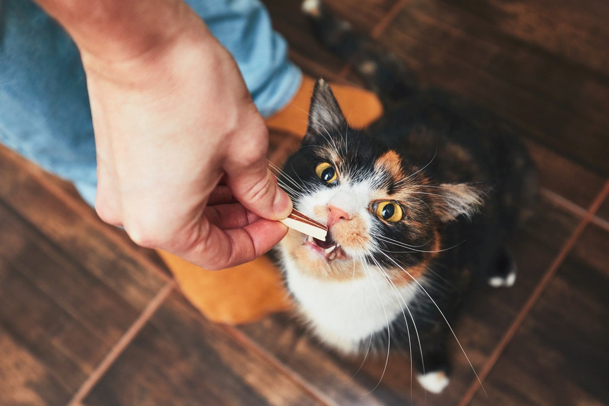 4 allergies courantes chez le chat : comment les reconnaître et ...