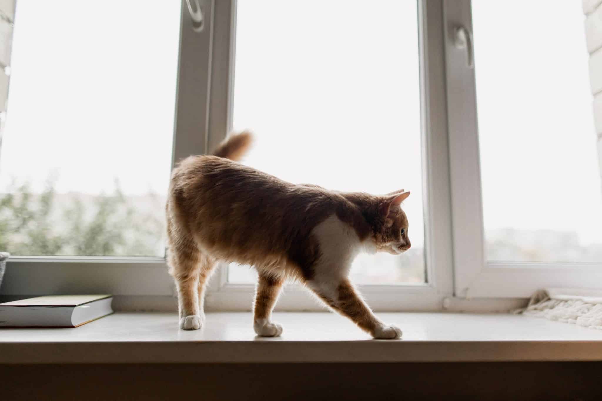 Cat Head Pressing: What Does It Mean & How to Treat It