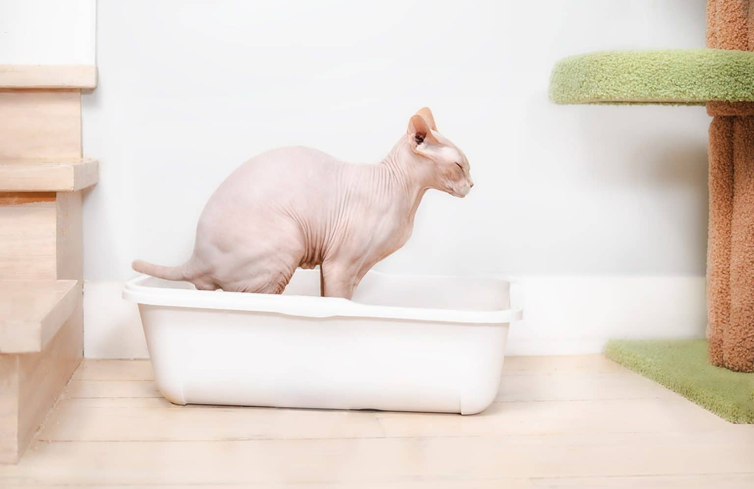 Cat Incontinence: Causes, Risk Factors & Treatment
