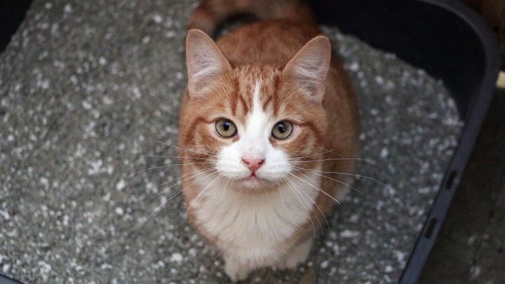 Cat Urine Color Chart: Healthy vs. Unhealthy Colors