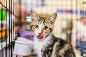 How To Find A Lost Cat in 16 Steps & How To Prevent It From Happening