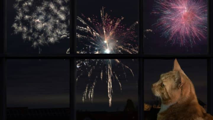 Why Cats Are Afraid of Fireworks & How to Help