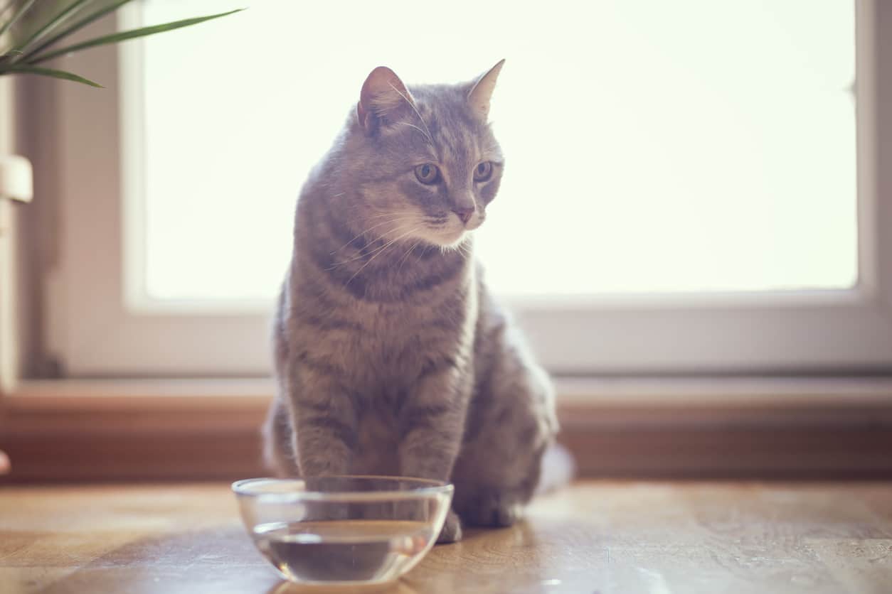 What To Do If Your Cat Is Not Drinking Water Signs Symptoms And More