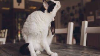 Cat Ear Infection: What Are The Symptoms & How To Treat It