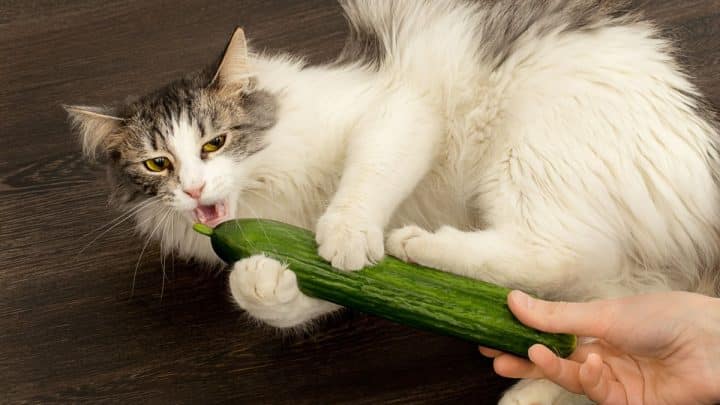 4 Reasons Cats Hate Cucumbers & Why You Shouldn't Scare Them
