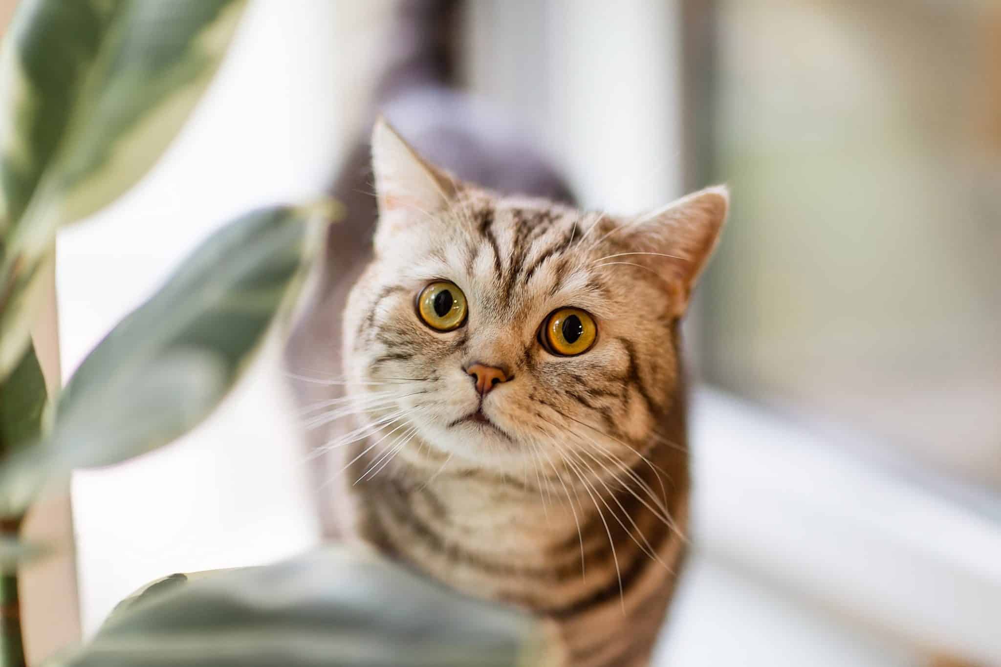 14 Reasons Why Your Cat Shakes Their Head & When To See A Vet