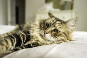Infections de l'oreille chez les chats : quels sont les symptômes et ...