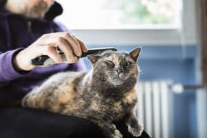 How Many Cats Is Too Many? Cat Hoarding Explained