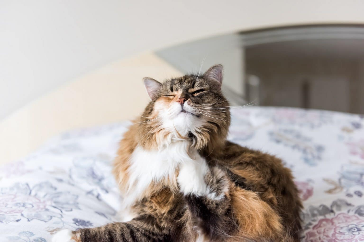 When Is Flea and Tick Season? A State By State Guide