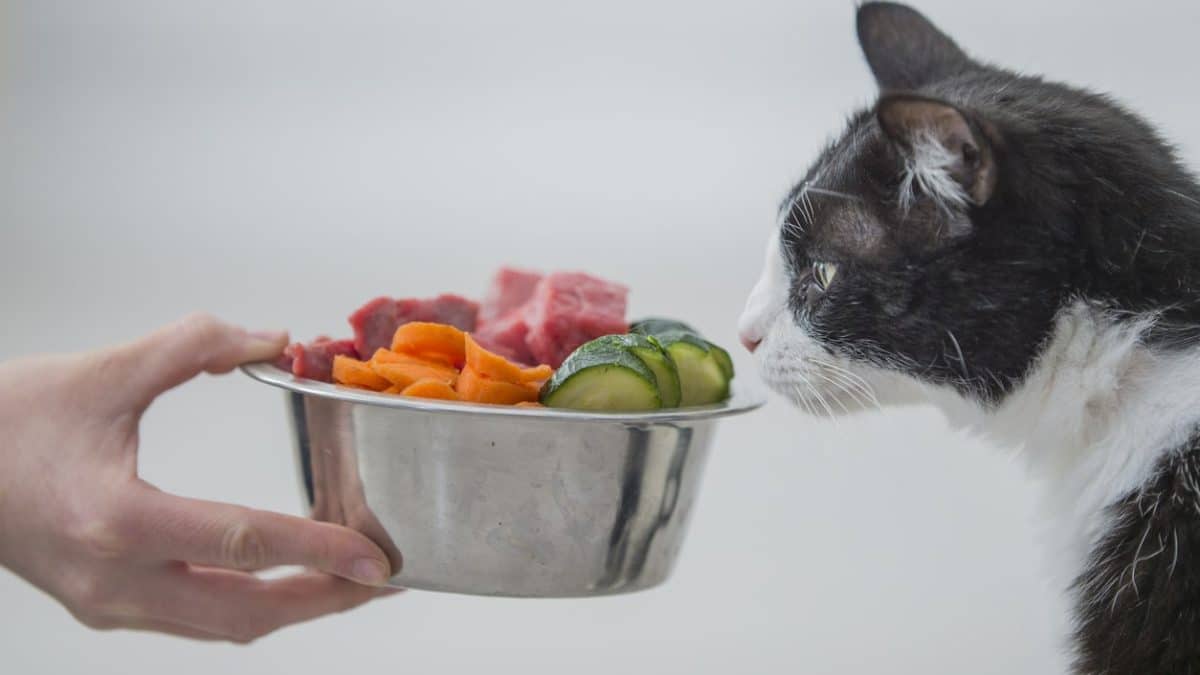 Best 150+ Food Names for Sweet, Spicy Cats