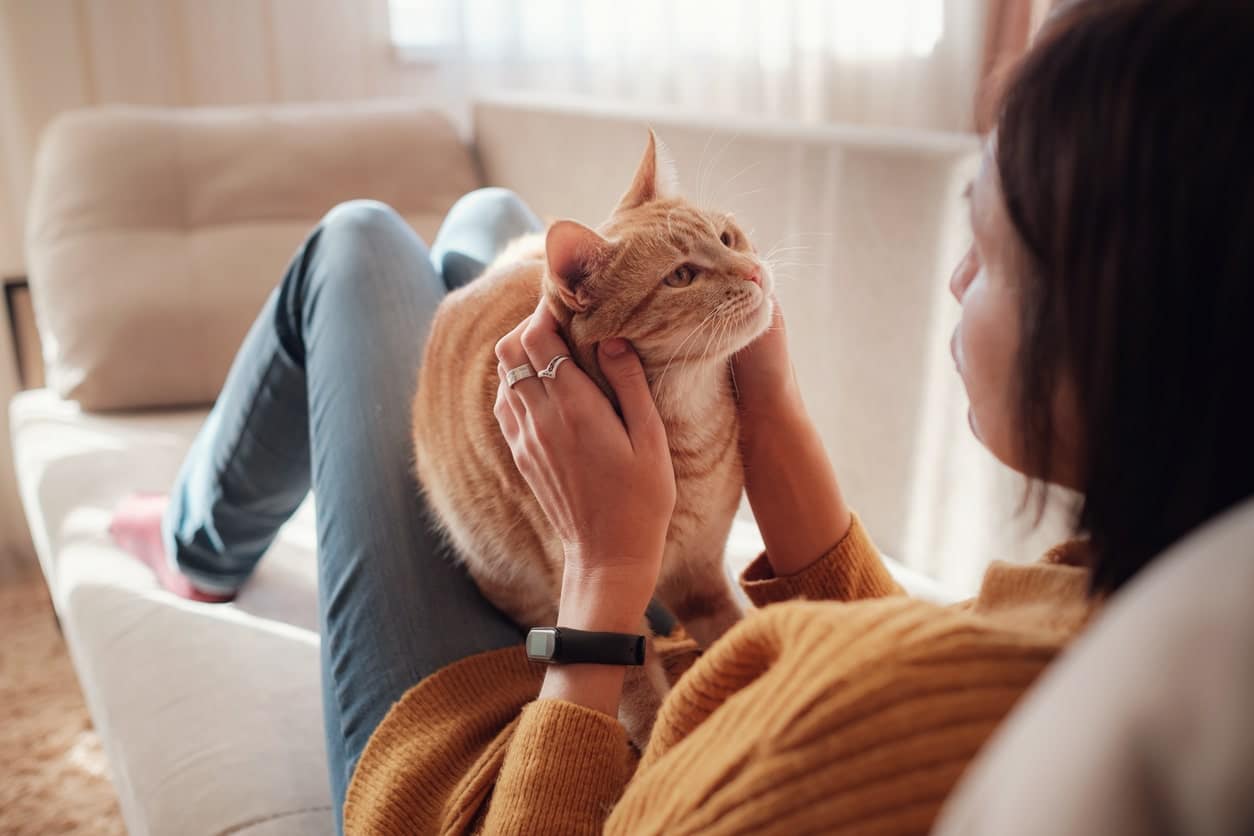 How to Get a Cat to Come To You: Cat Recall Training Explained
