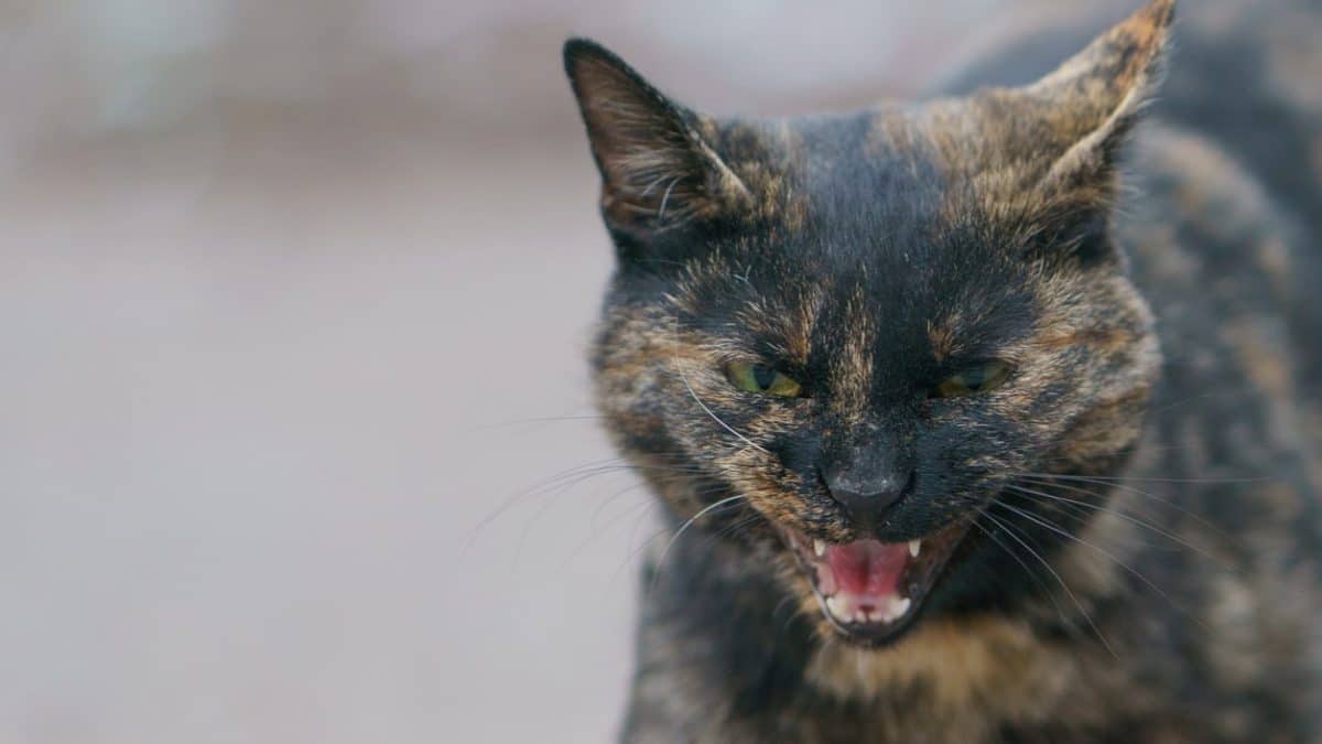 Rabies in Cats: How & Where It's Caught, Symptoms & Prevention