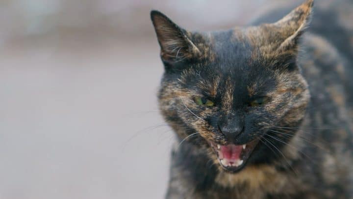 Rabies in Cats: Symptoms, Outlook & Prevention