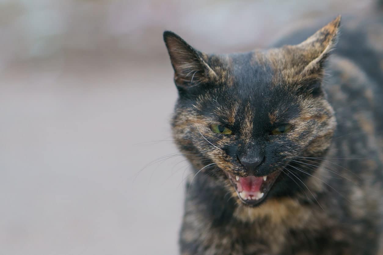 Rabies in Cats: Symptoms, Outlook & Prevention