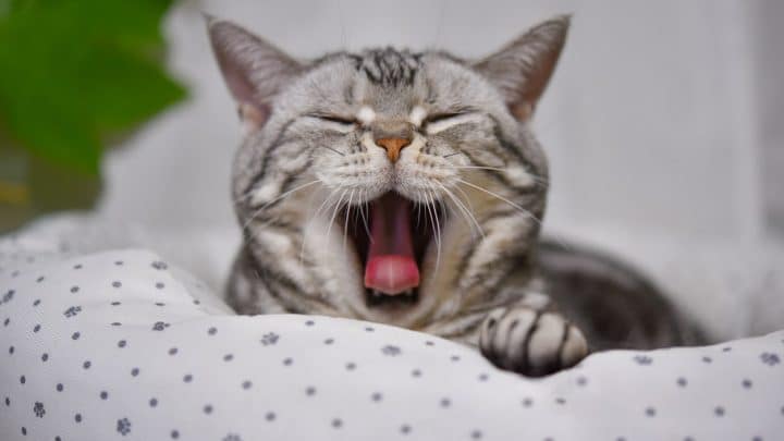 Cat Yawning: What It Means & Why It Happens