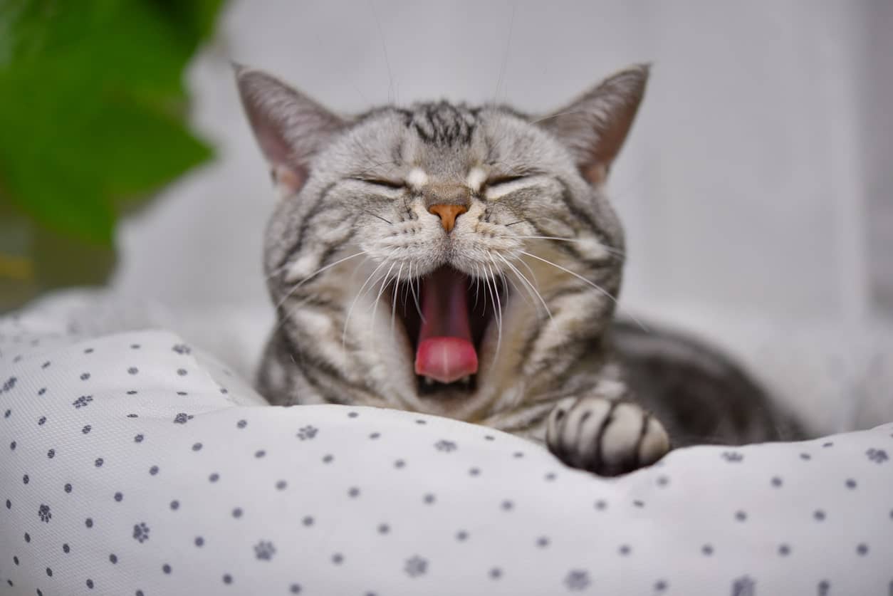 Cat Yawning: What It Means & Why It Happens