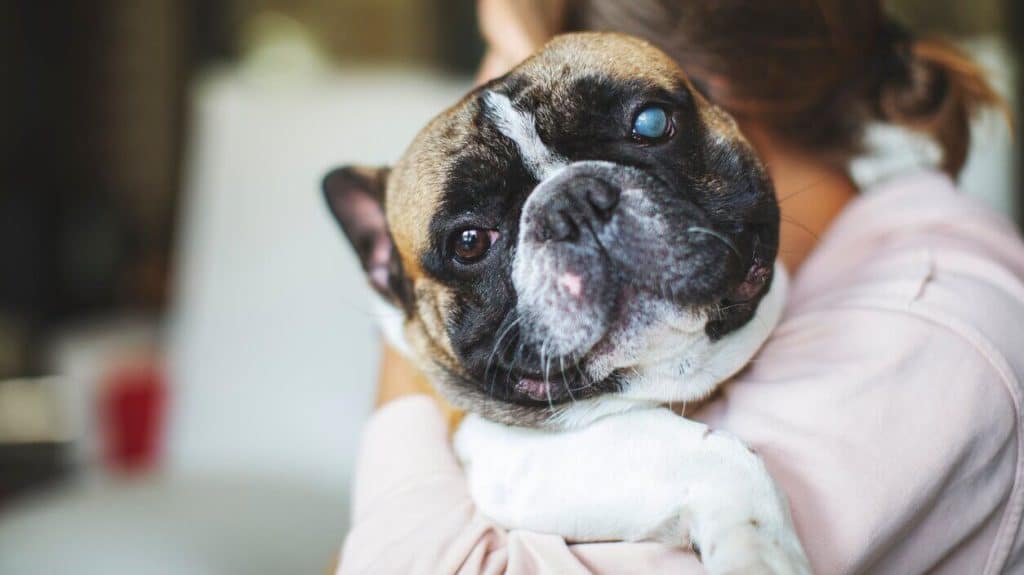 Cataracts in Dogs: Symptoms, Causes, Treatment, and Life After Surgery