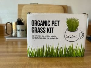 Cat Grass Kit | A Surprisingly Easy DIY To Save Your Houseplants