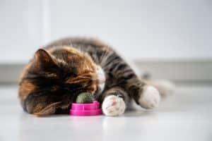 Here's 12 Ways To Help Your Cat Exercise More