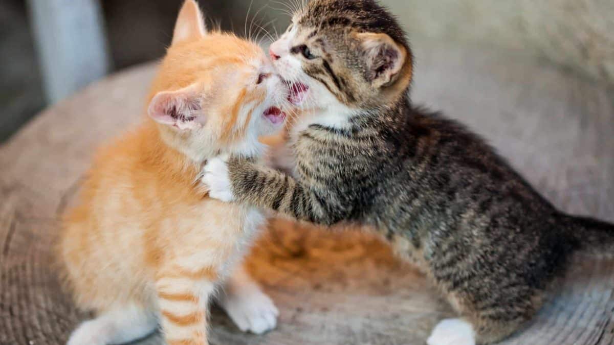 How to Stop Your Cat from Bullying Other Cats